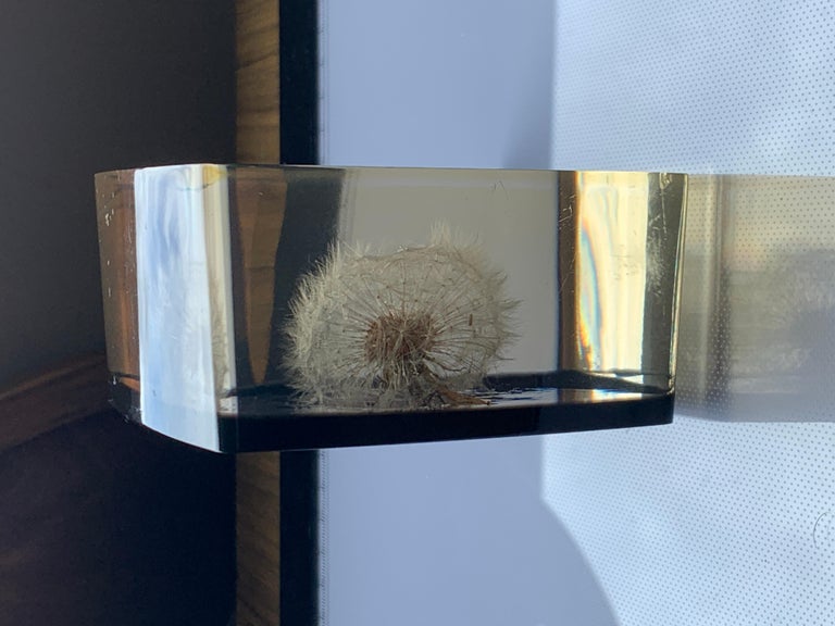 Rare Dandelion Flower Encased in Perspex For Sale at 1stDibs