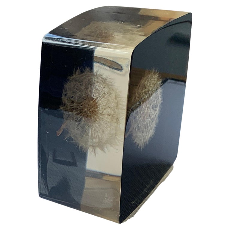 Rare Dandelion Flower Encased in Perspex For Sale at 1stDibs