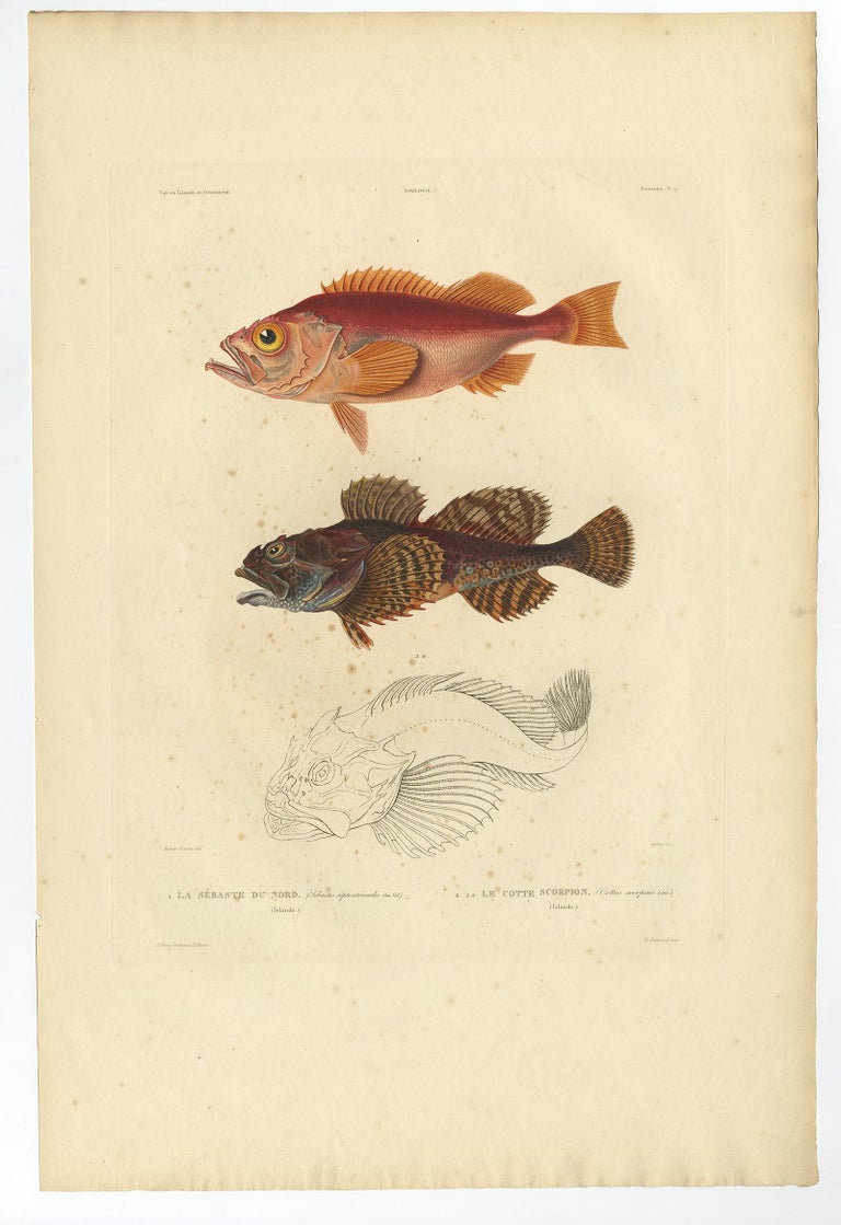 Rare Fish Print of the Norway Redfish 'Sebastes Viviparus' and the ...