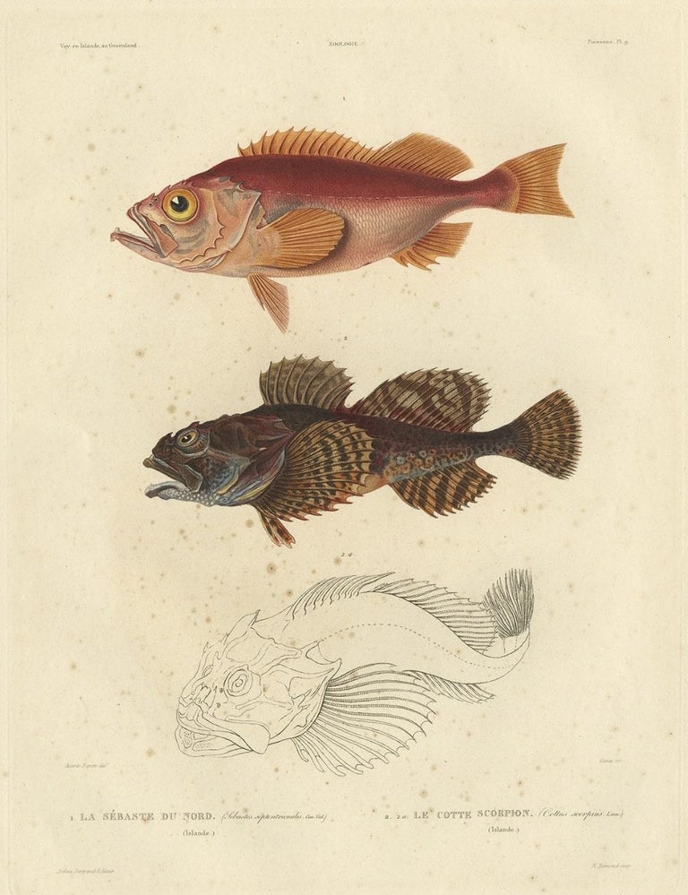 Rare Fish Print of the Norway Redfish 'Sebastes Viviparus' and the ...
