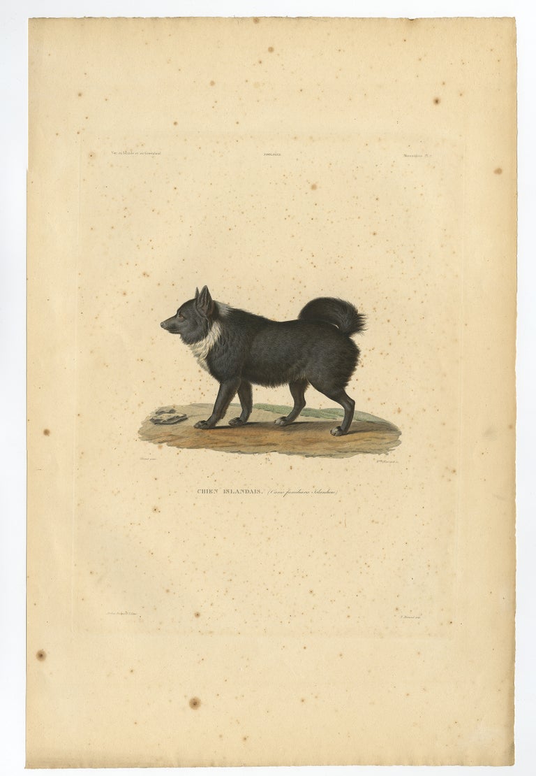 Rare Hand-Colored Engraved Plate of an Icelandic Sheep Dog, 1842 For ...