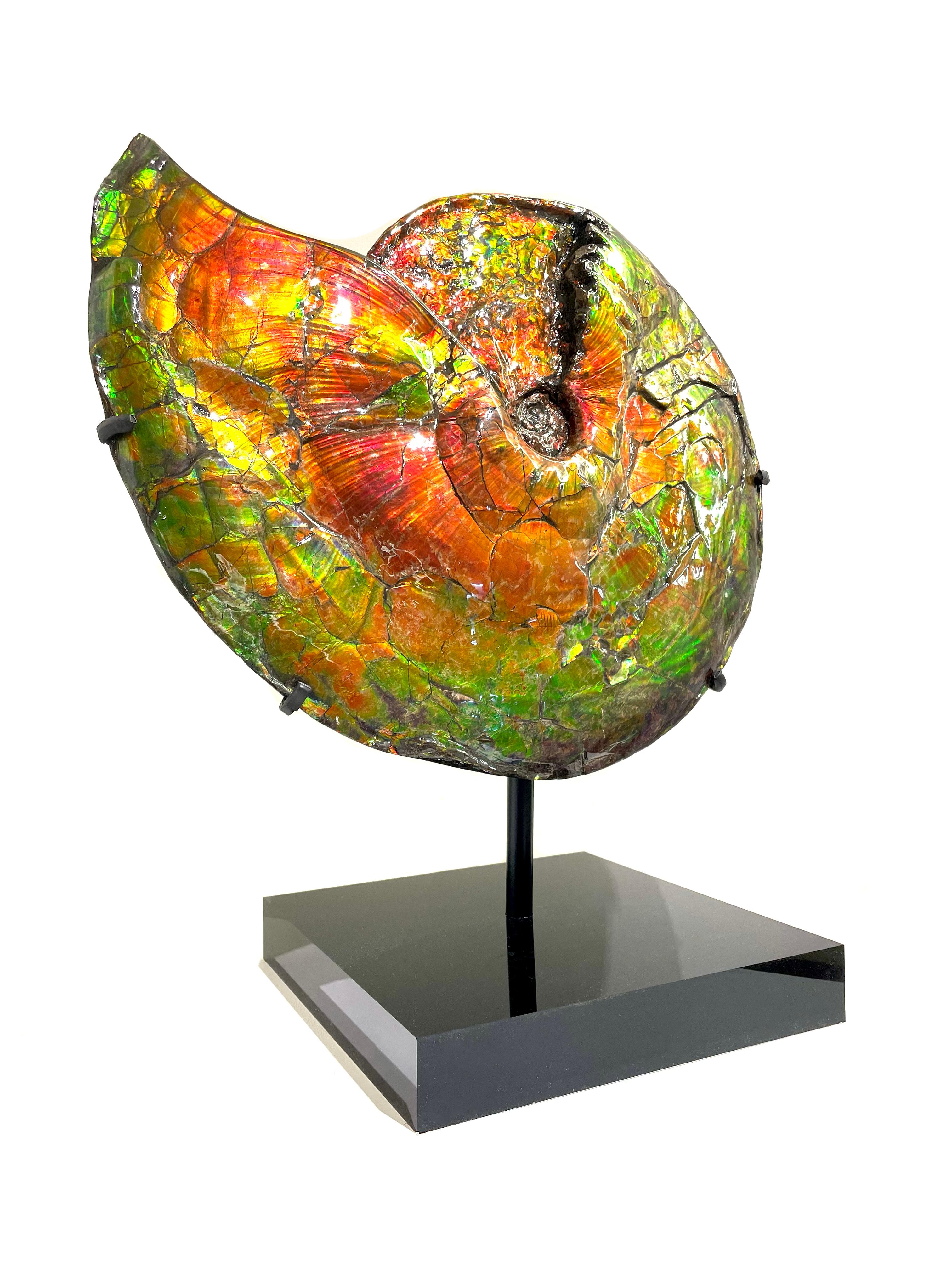 Rare Iridescent Ammonite at 1stDibs