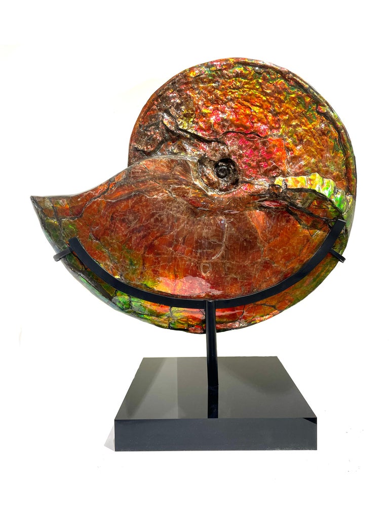 Large Rare Iridescent Ammonite Fossil with Blue, Green, Red and Orange ...