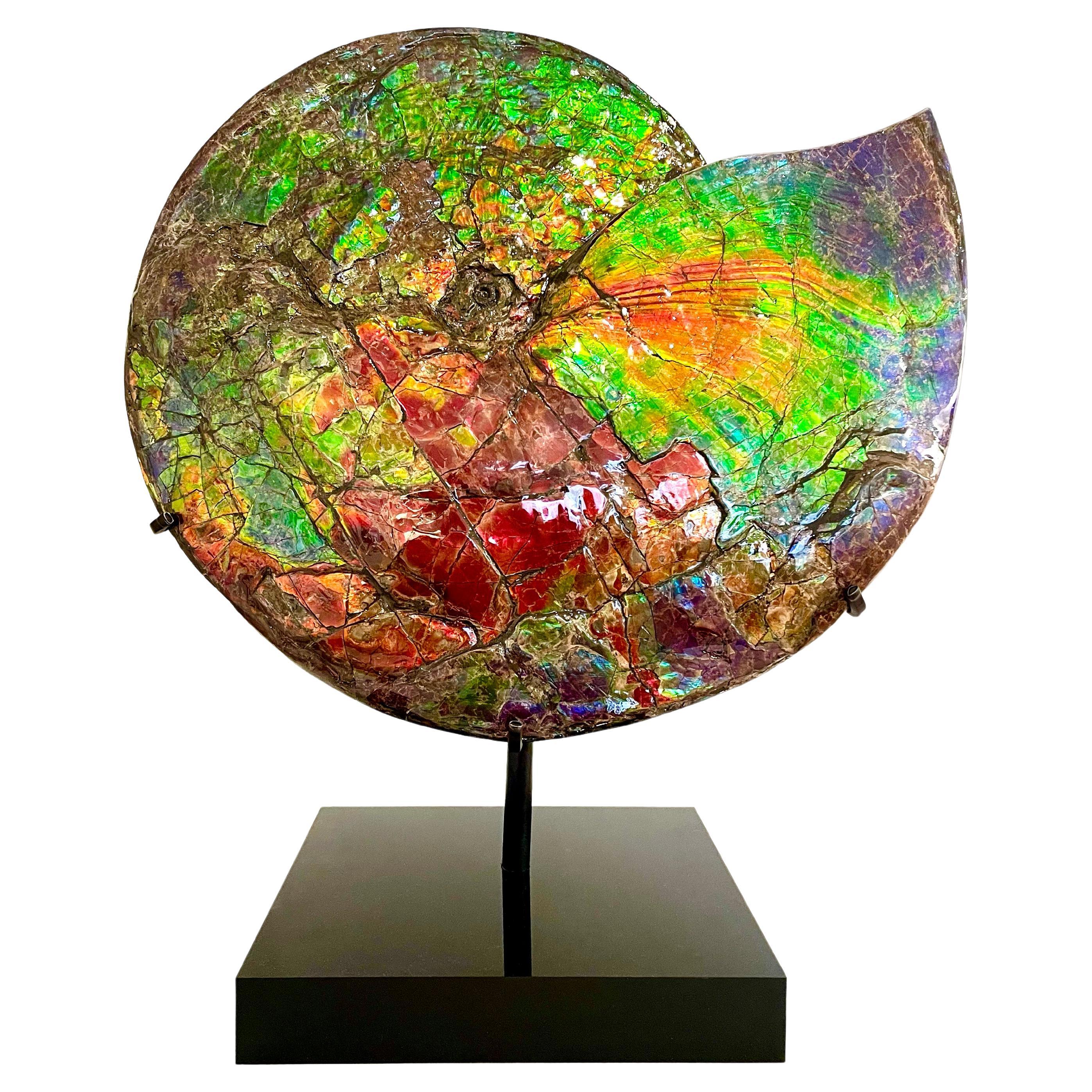 Extraordinary Giant Iridescent Ammonite Fossil at 1stDibs