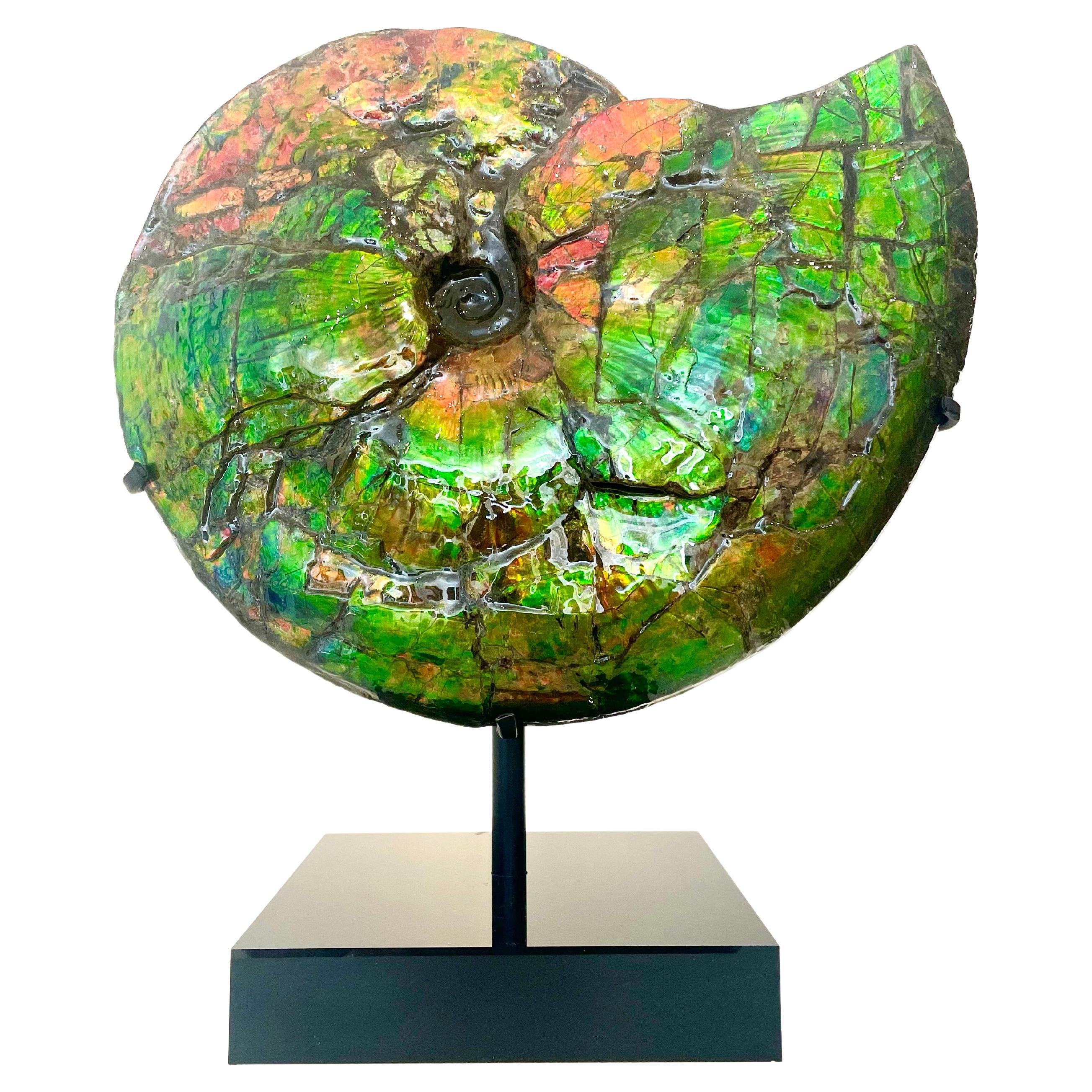 Fossilized Ammonite Cephalopod Shell For Sale at 1stDibs