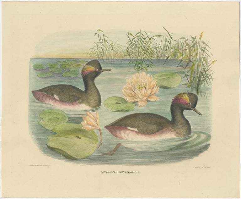 Rare Large Old Bird Print Depicting Two Black-Necked Grebes, 1869 For ...