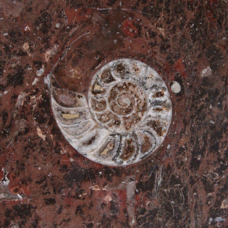 Rare Marble Fossil Coffee Table with Custom Base at 1stDibs | fossil marmor