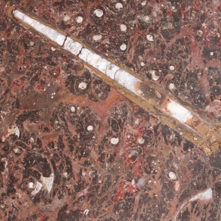 Rare Marble Fossil Coffee Table with Custom Base at 1stDibs | fossil marmor