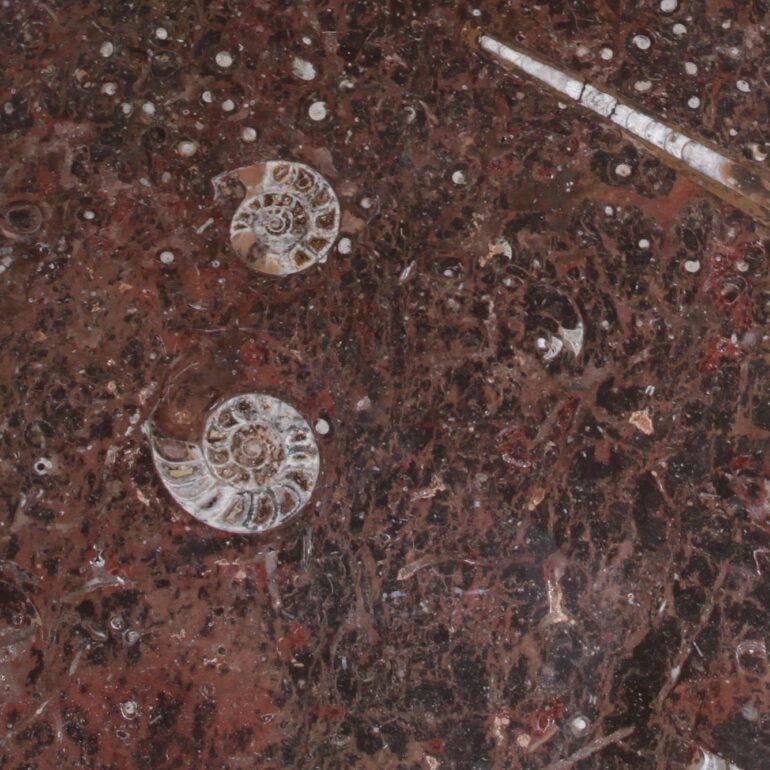 Rare Marble Fossil Coffee Table with Custom Base at 1stDibs | fossil marmor