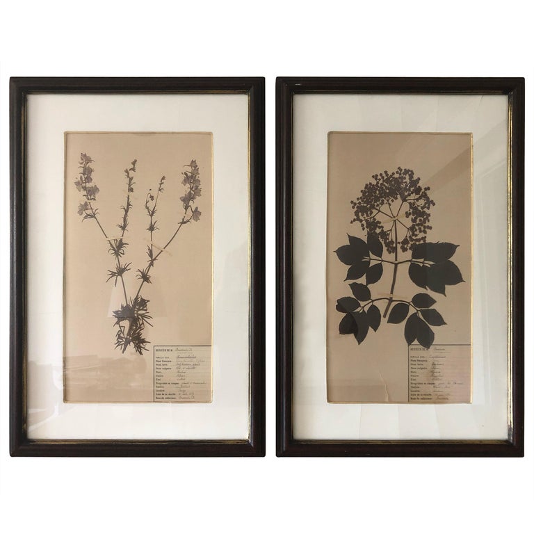 Rare Pair of 19th Century Pressed Specimen Botanicals Art at 1stDibs