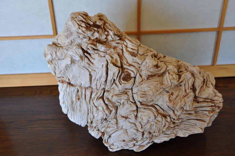 Petrified Root Stock - Museum Quality Specimen 'Huge' For Sale at ...