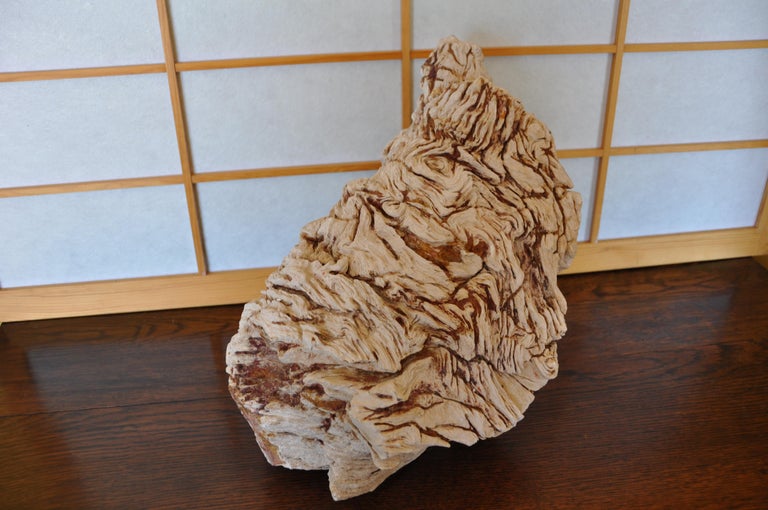 Petrified Root Stock - Museum Quality Specimen 'Huge' For Sale at ...