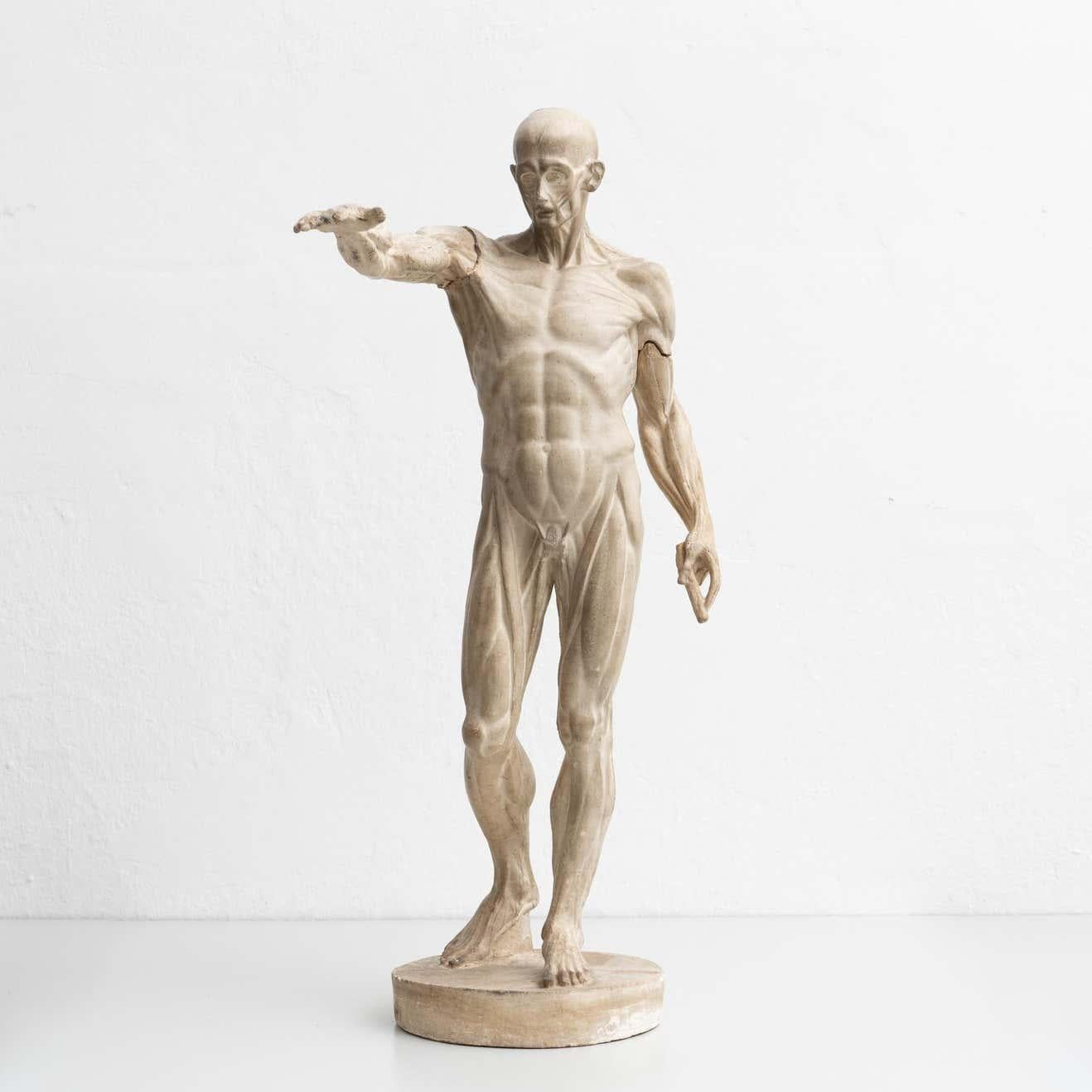 Rare Plaster Traditional Anatomic Sculpture, circa 1930 For Sale at 1stDibs