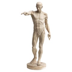 Anatomical Model, Italy 1880 For Sale at 1stDibs