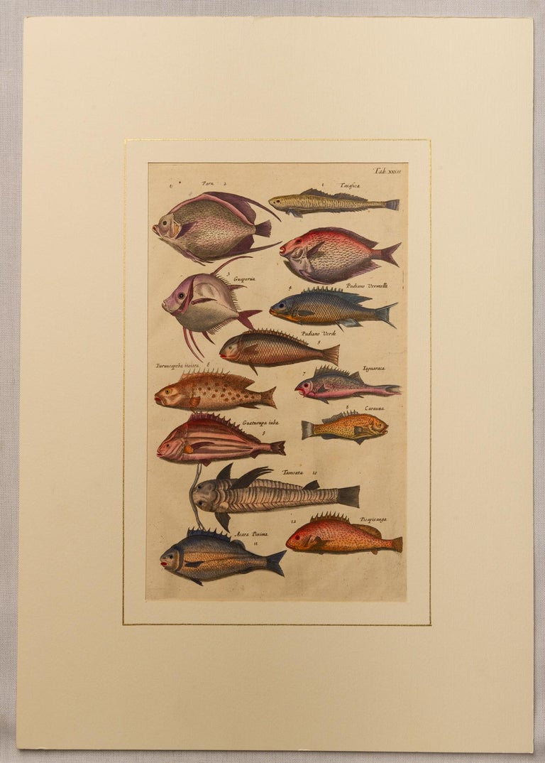 Rare Series of Fishes Etchings in Latin For Sale at 1stDibs | guatupa