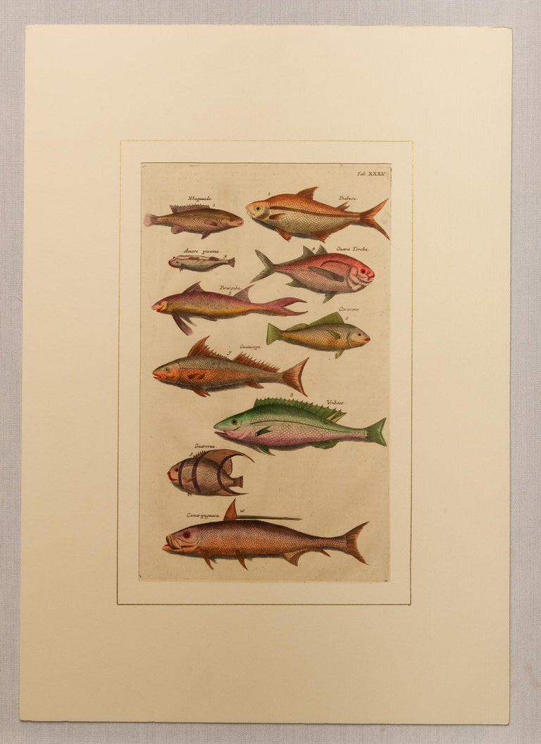 Rare Series of Fishes Etchings in Latin For Sale at 1stDibs | guatupa