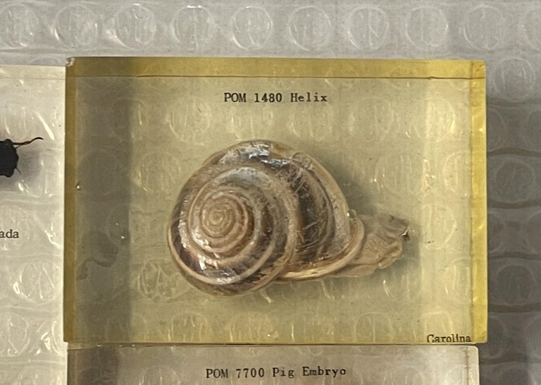 RARE SUITE OF ORIGINAL NATURAL HiSTORY MUSEUM CASED IN PERSPEX ...