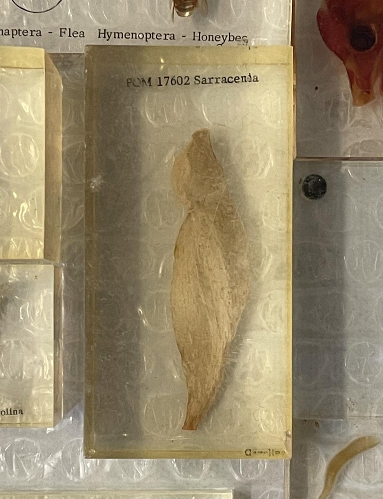 RARE SUITE OF ORIGINAL NATURAL HiSTORY MUSEUM CASED IN PERSPEX ...