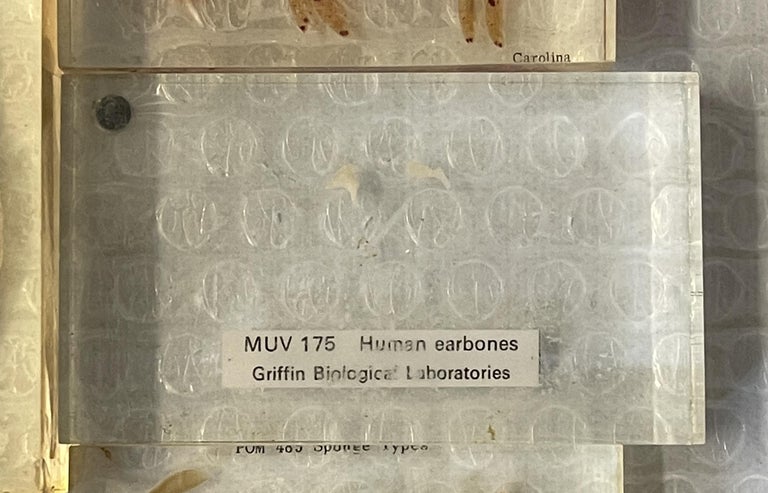 RARE SUITE OF ORIGINAL NATURAL HiSTORY MUSEUM CASED IN PERSPEX ...