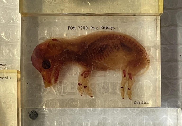 RARE SUITE OF ORIGINAL NATURAL HiSTORY MUSEUM CASED IN PERSPEX ...