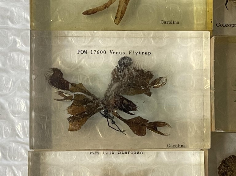 RARE SUITE OF ORIGINAL NATURAL HiSTORY MUSEUM CASED IN PERSPEX ...