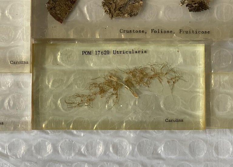 RARE SUITE OF ORIGINAL NATURAL HiSTORY MUSEUM CASED IN PERSPEX ...