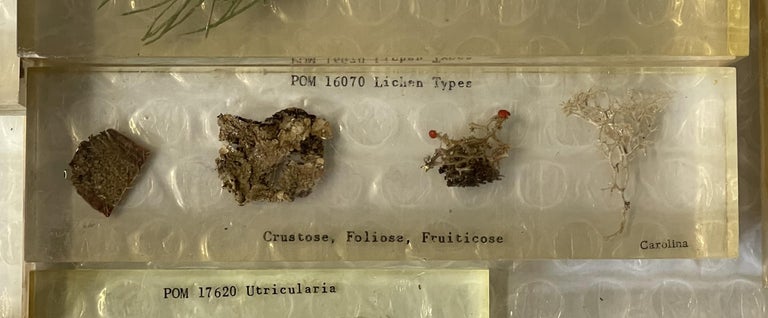 RARE SUITE OF ORIGINAL NATURAL HiSTORY MUSEUM CASED IN PERSPEX ...