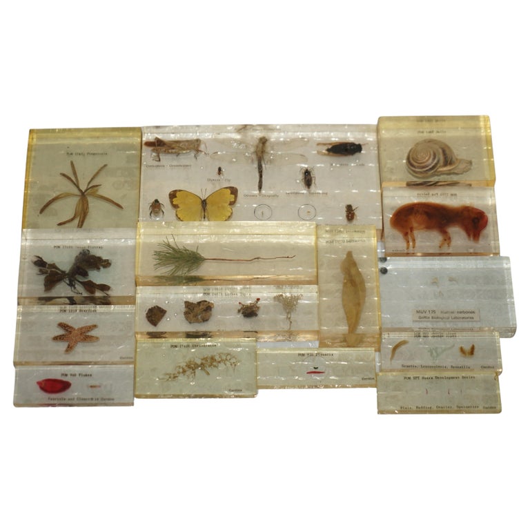 RARE SUITE OF ORIGINAL NATURAL HiSTORY MUSEUM CASED IN PERSPEX ...