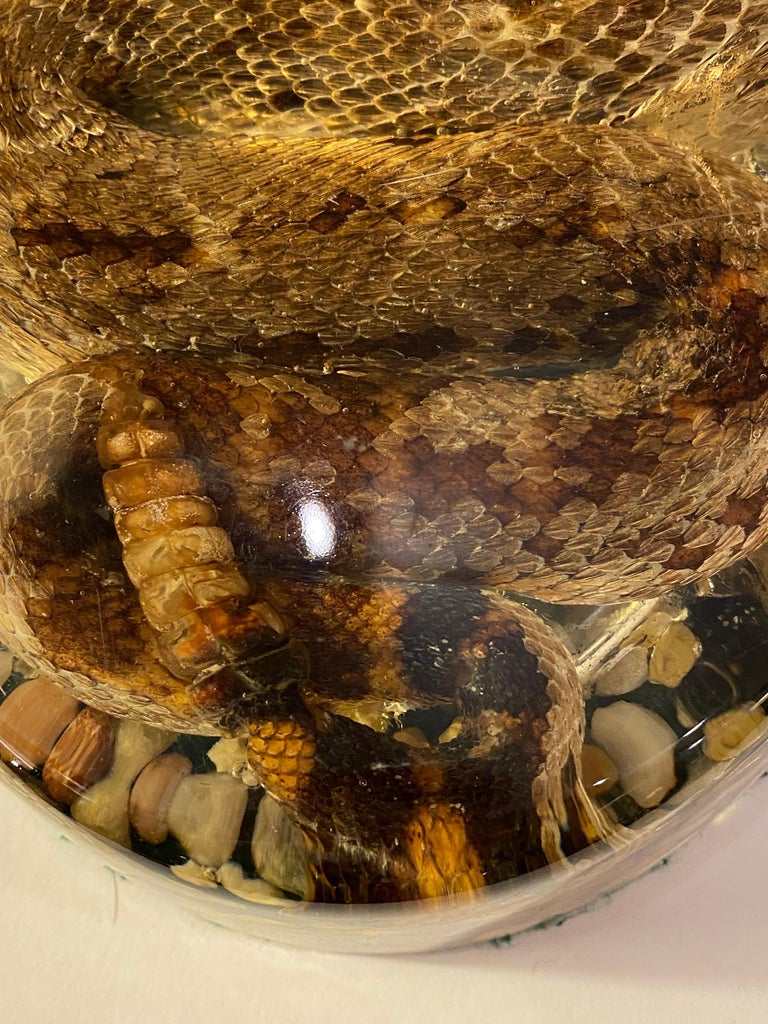 Rattlesnake in Resin at 1stDibs