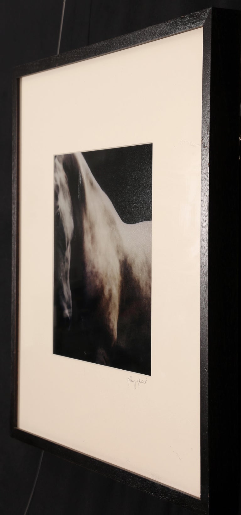 Ray Hartl - Equine Photograph #869 For Sale at 1stDibs