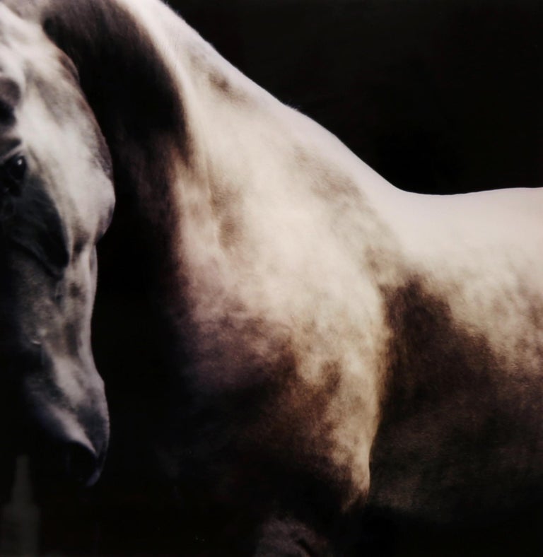 Ray Hartl - Equine Photograph #869 For Sale at 1stDibs