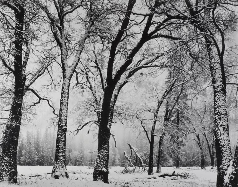 Ray McSavaney - Walking Trees, El Capitan Meadow, Yosemite, 1983 For ...