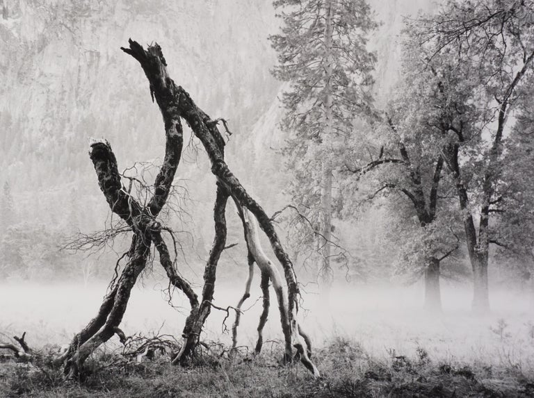 Ray McSavaney - Walking Trees, Yosemite, 1984 For Sale at 1stDibs