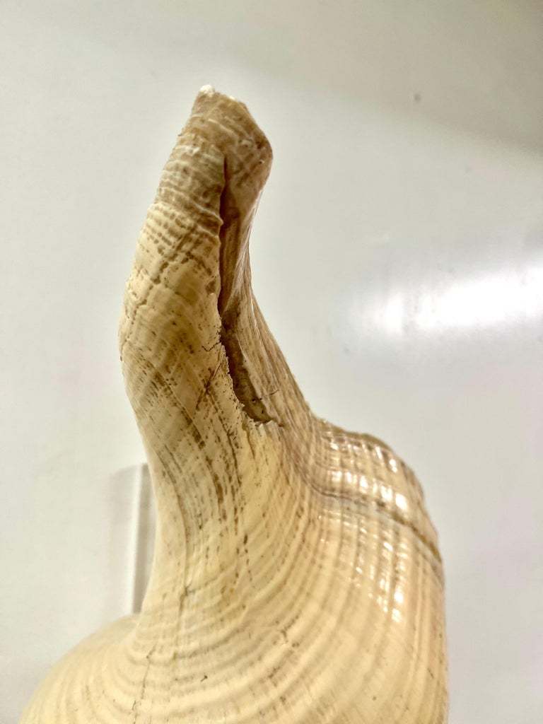 Real Conch Shell Sconce or Table Lamp on Acrylic Base For Sale at 1stDibs