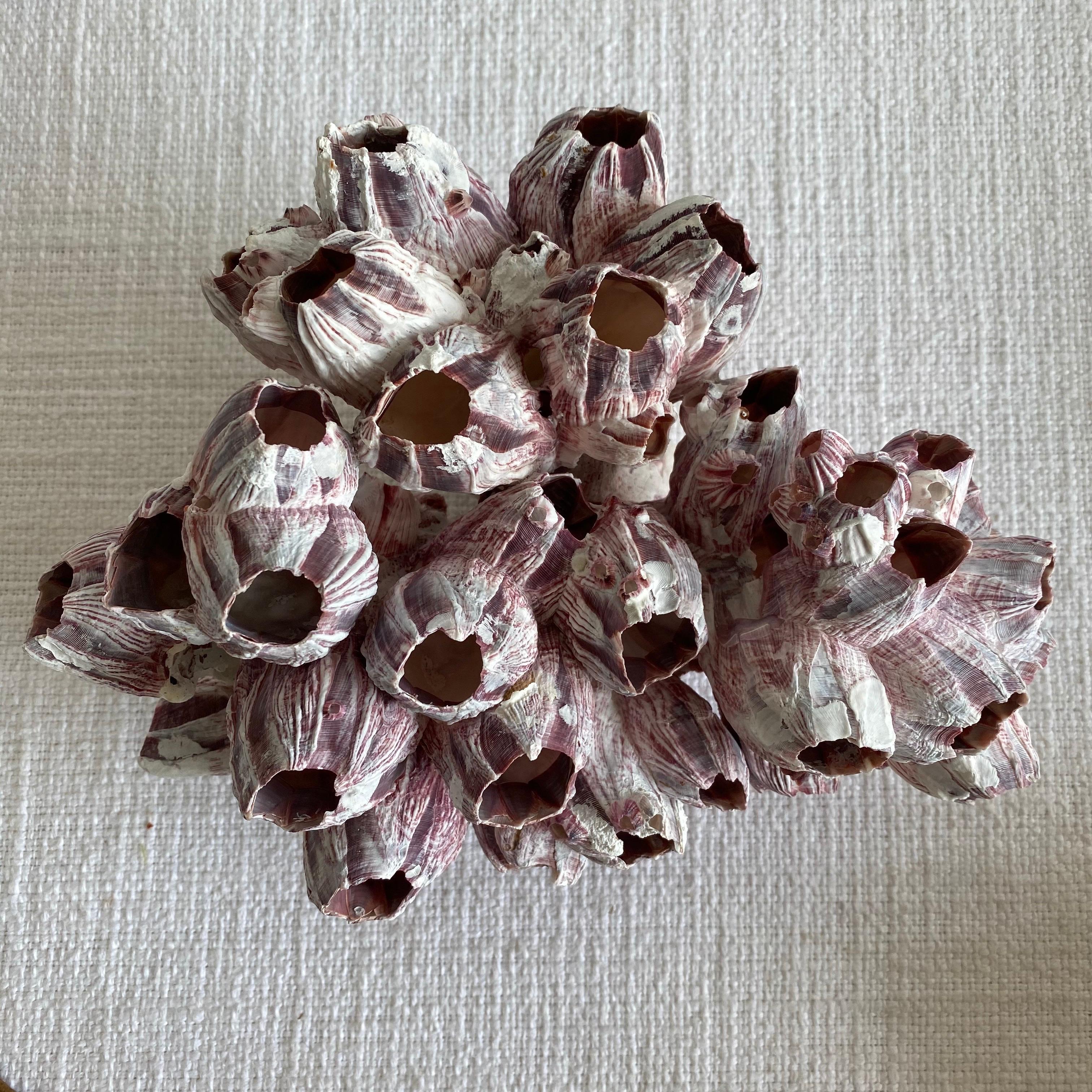Real Faded Pink and Purple Barnacle Coral at 1stDibs | pink barnacle ...