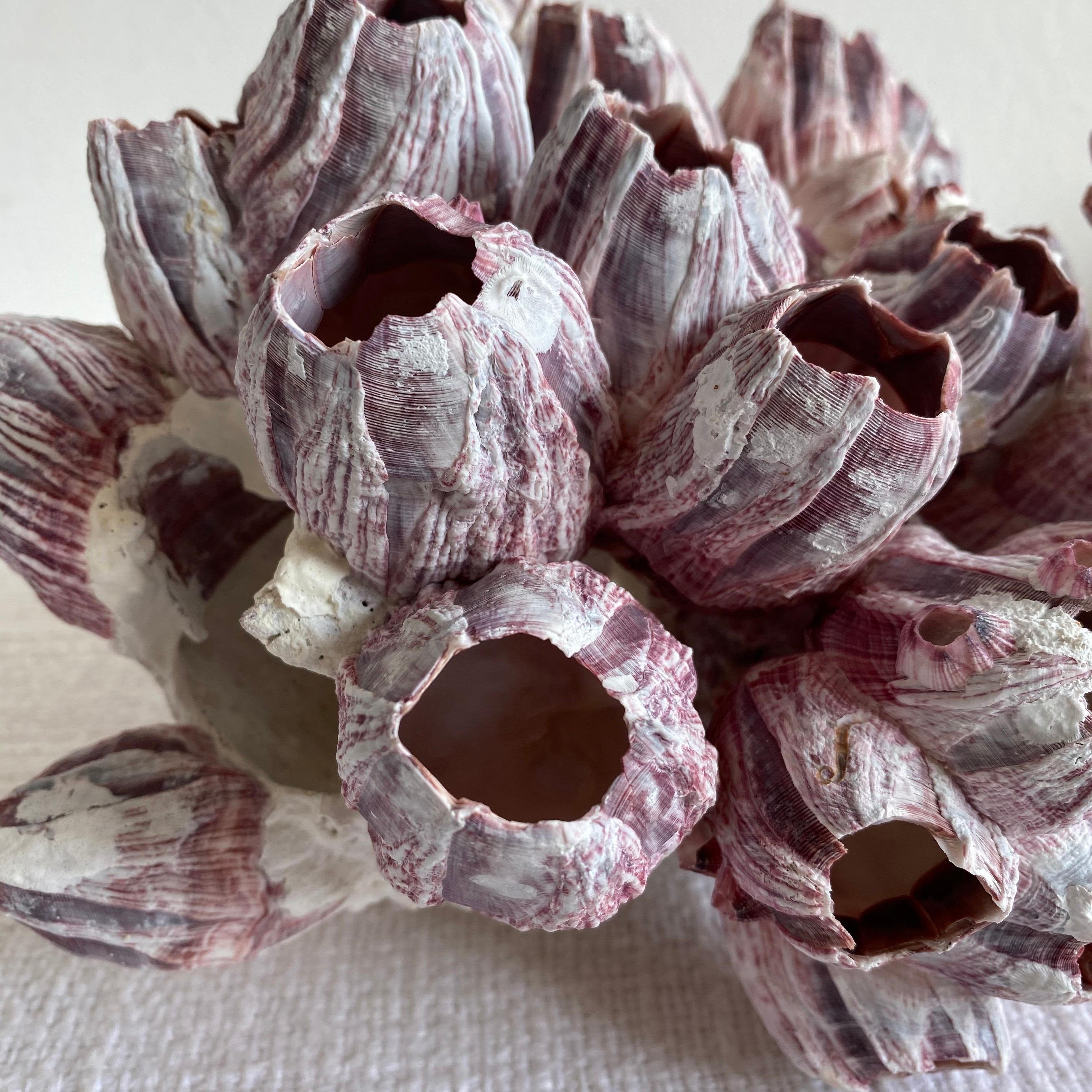 Real Faded Pink and Purple Barnacle Coral at 1stDibs | pink barnacle ...