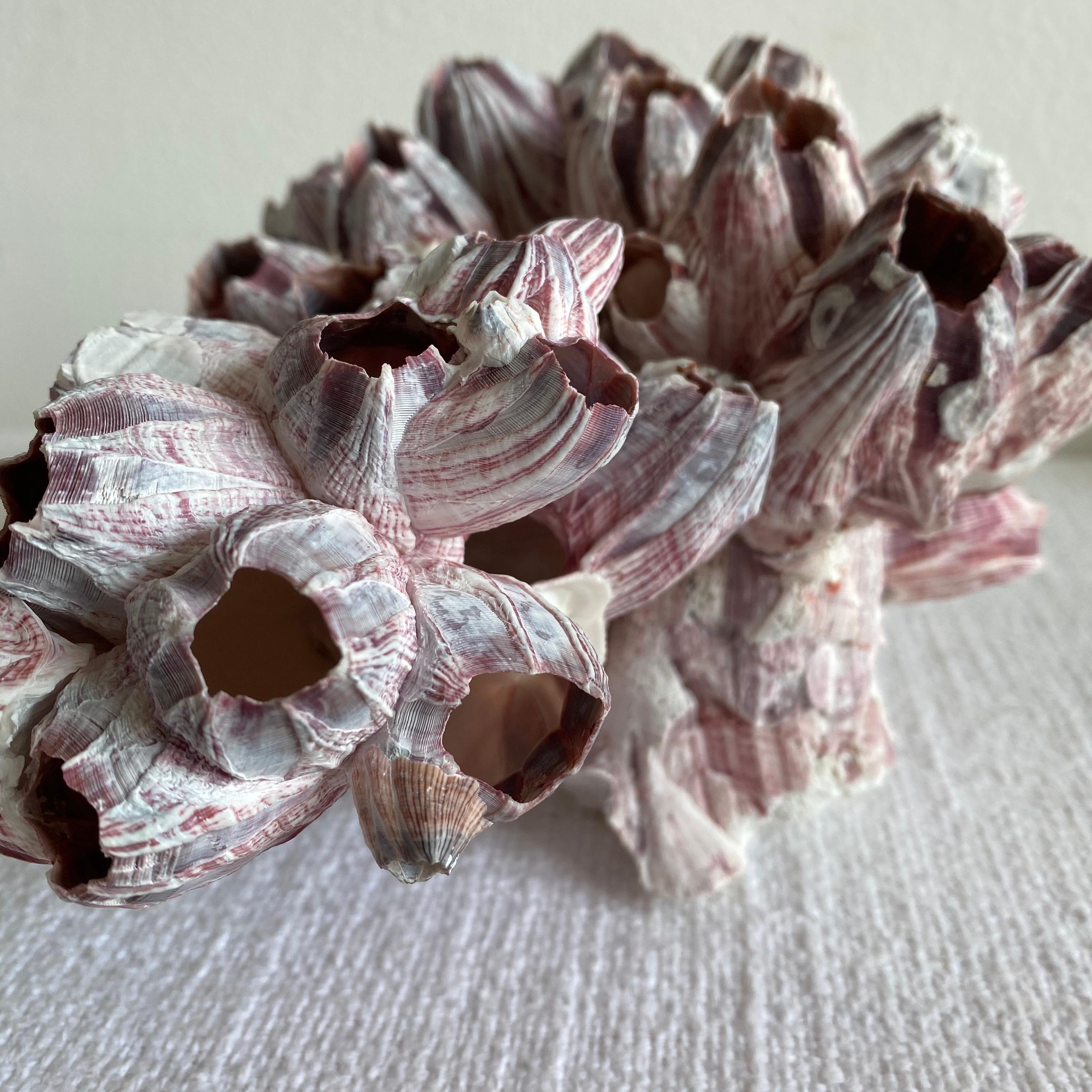 Real Faded Pink and Purple Barnacle Coral at 1stDibs | pink barnacle ...