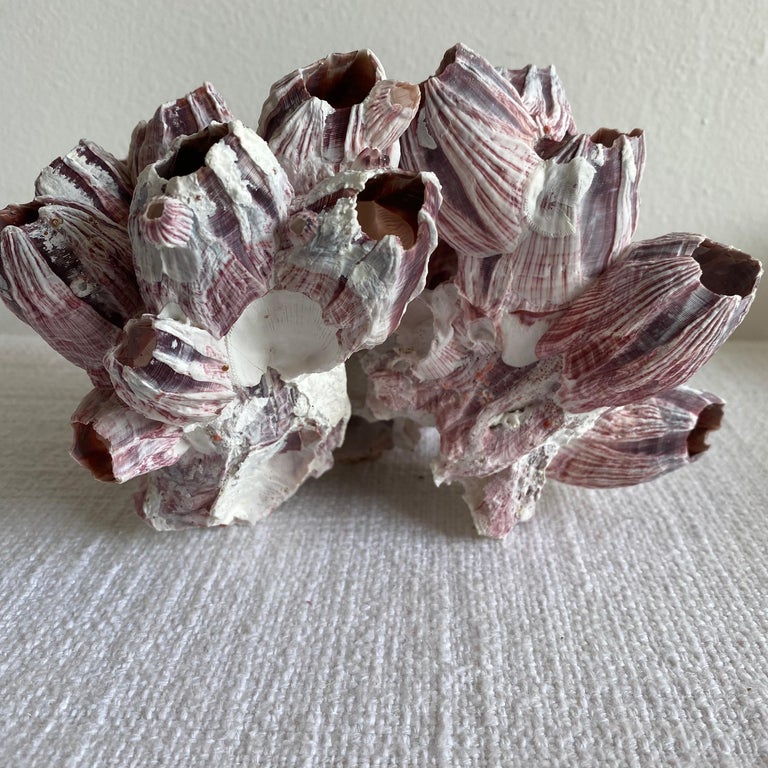Real Faded Pink and Purple Barnacle Coral at 1stDibs