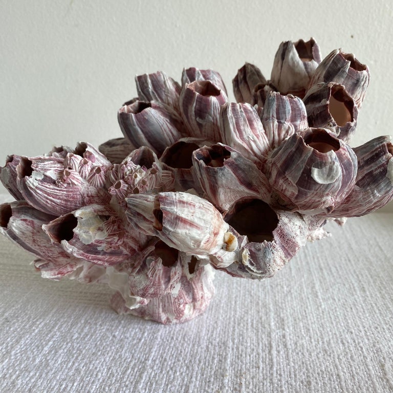 Real Faded Pink and Purple Barnacle Coral at 1stDibs | pink barnacle coral