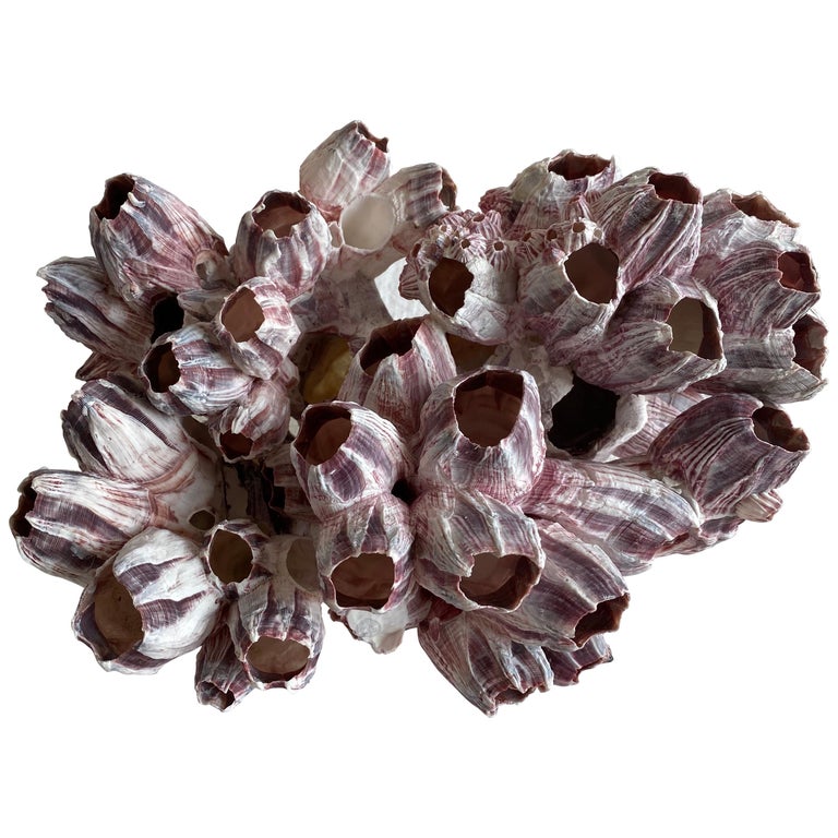 Real Faded Pink and Purple Barnacle Coral at 1stDibs | pink barnacle coral