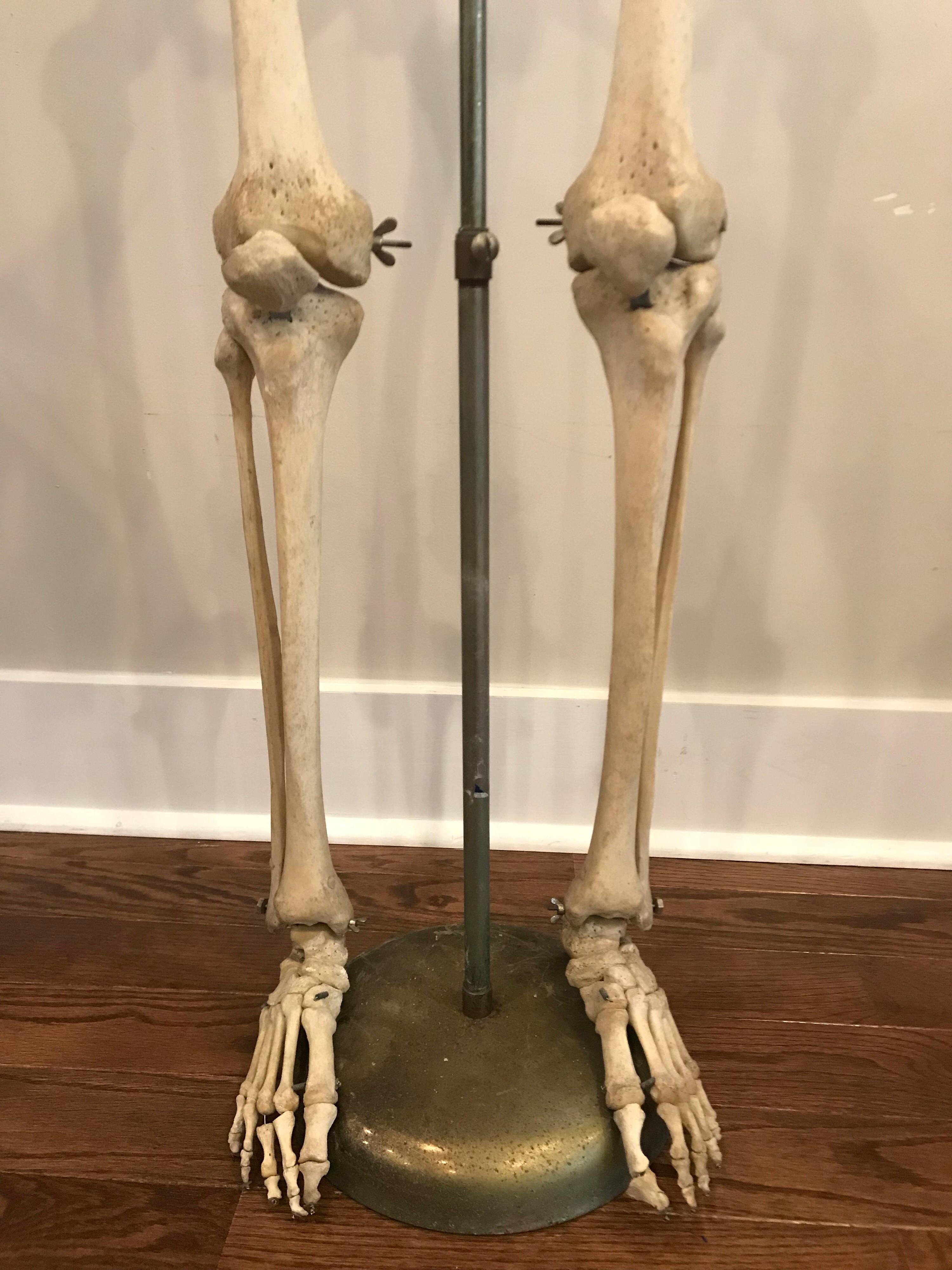 Real Human Skeleton Of Articulating Lower Extremities Leg And Foot Real Human Skeleton Of Articulating Lower Extremities Leg And Foot