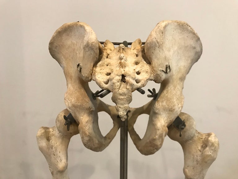 Real Human Skeleton of Articulating Lower Extremities Leg and Foot ...