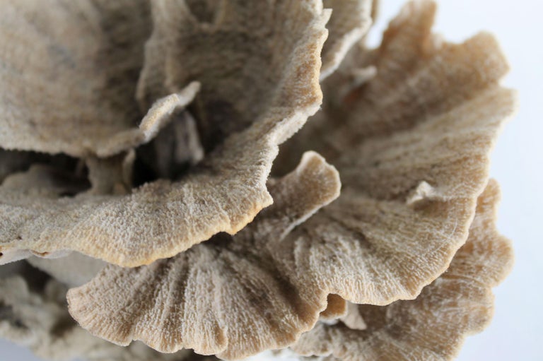 Real Natural Brown Lace Cup Coral at 1stDibs