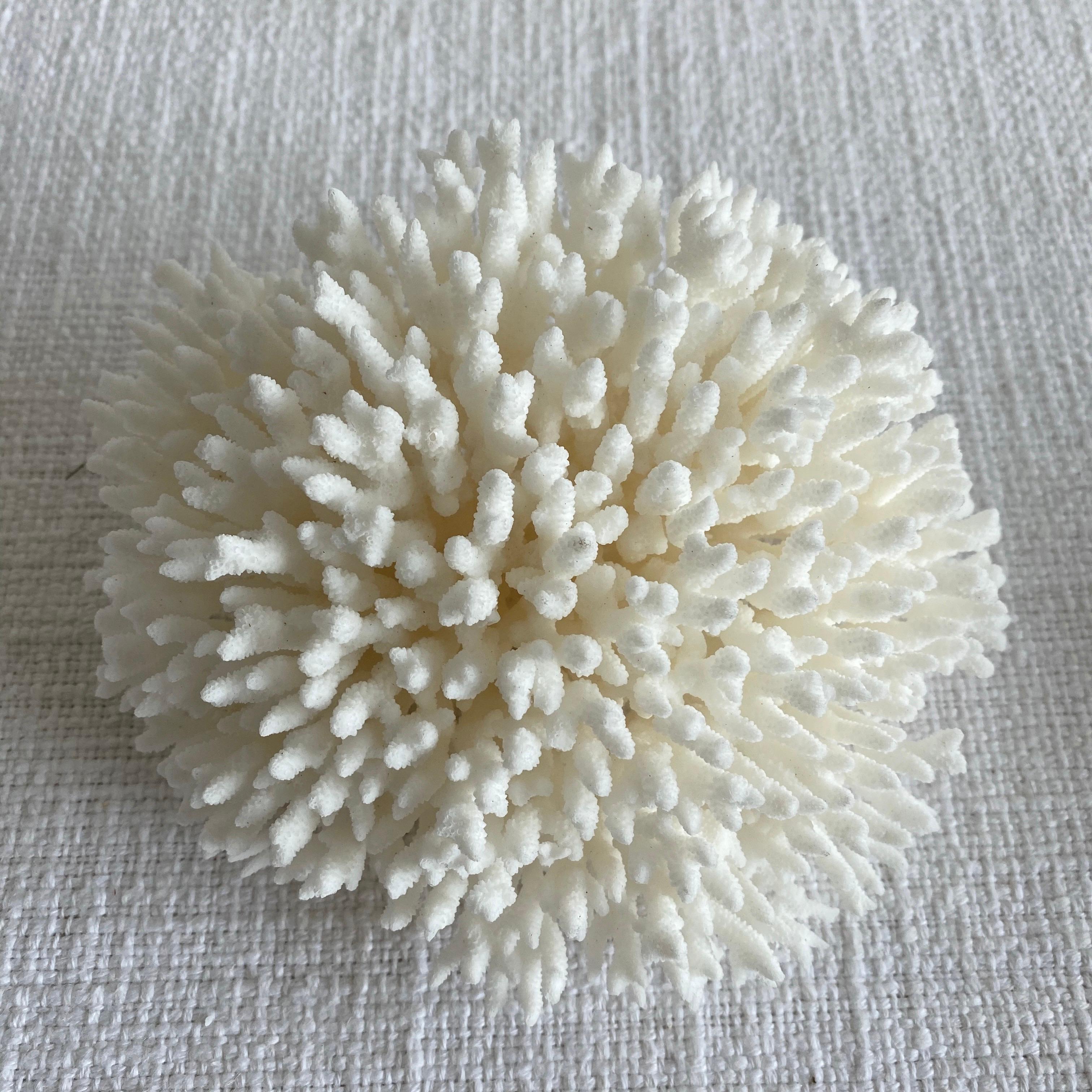 Real White Birds Nest Coral at 1stDibs | real coral for sale, real bird ...