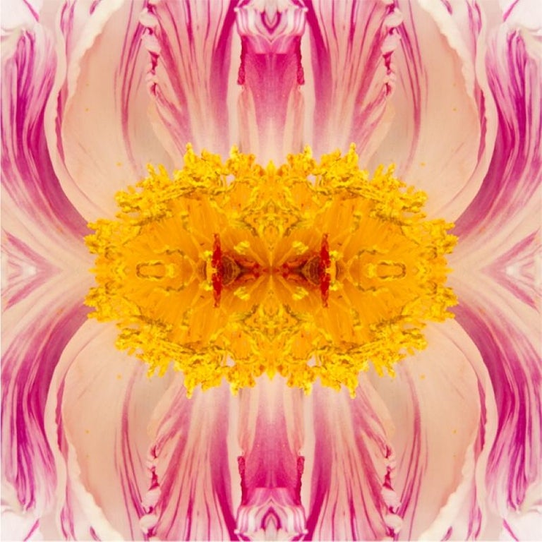 Rebecca Swanson - Graphic Blossom 1, Color Photograph, Limited Edition ...