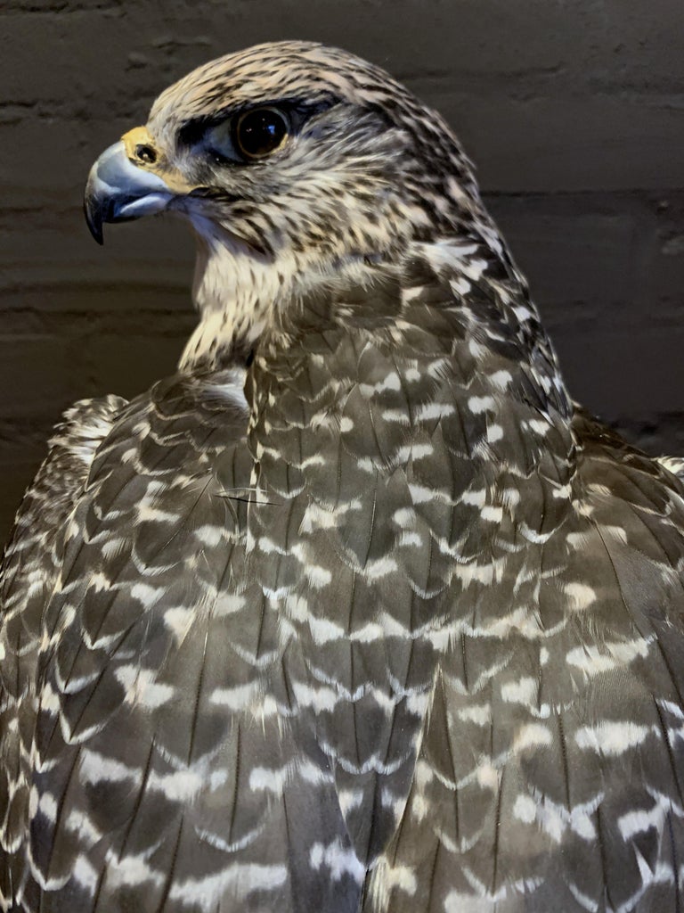 Recently Made Taxidermy Gray Gyrfalcon For Sale at 1stDibs