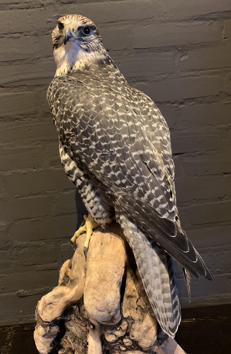 Recently Made Taxidermy Gray Gyrfalcon For Sale at 1stDibs