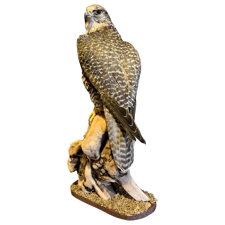 Recently Made Taxidermy Gray Gyrfalcon For Sale at 1stDibs