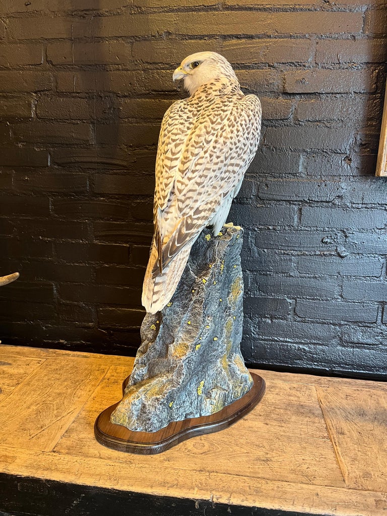 Recently Made Taxidermy Gyr Falcon For Sale at 1stDibs | falcon face paint