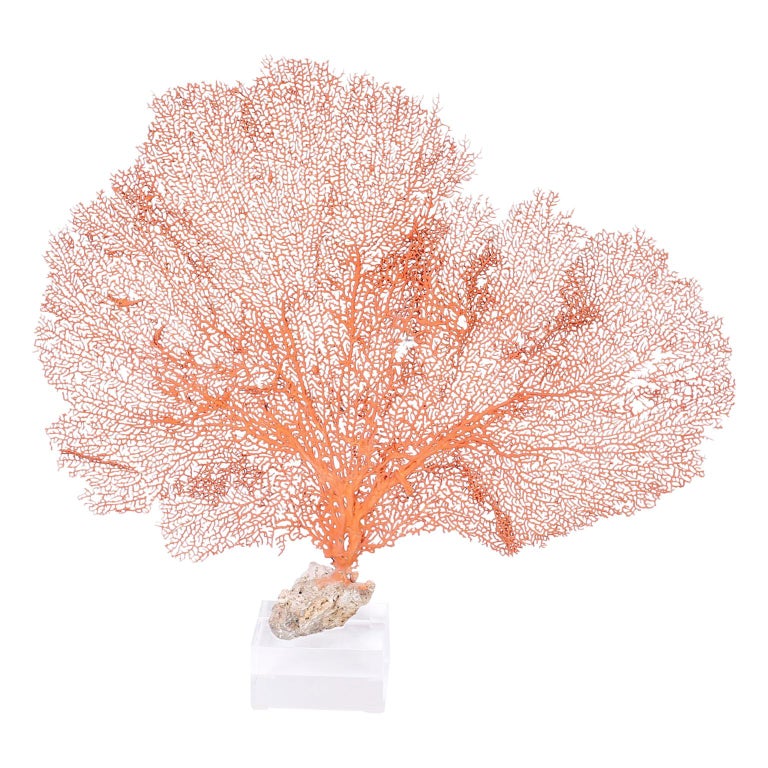 Red Sea Fan Specimen on Lucite at 1stDibs